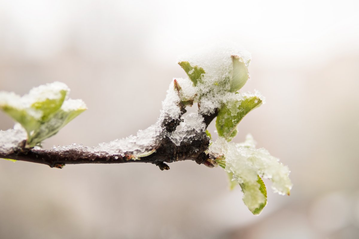 Spring frost losses and climate change – Not a contradiction in terms ...